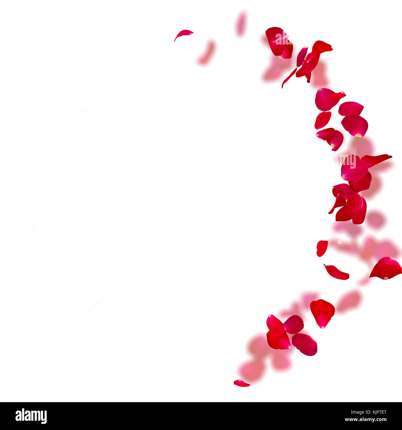 Rose petals fall to the floor. Isolated background. Blurred background ...