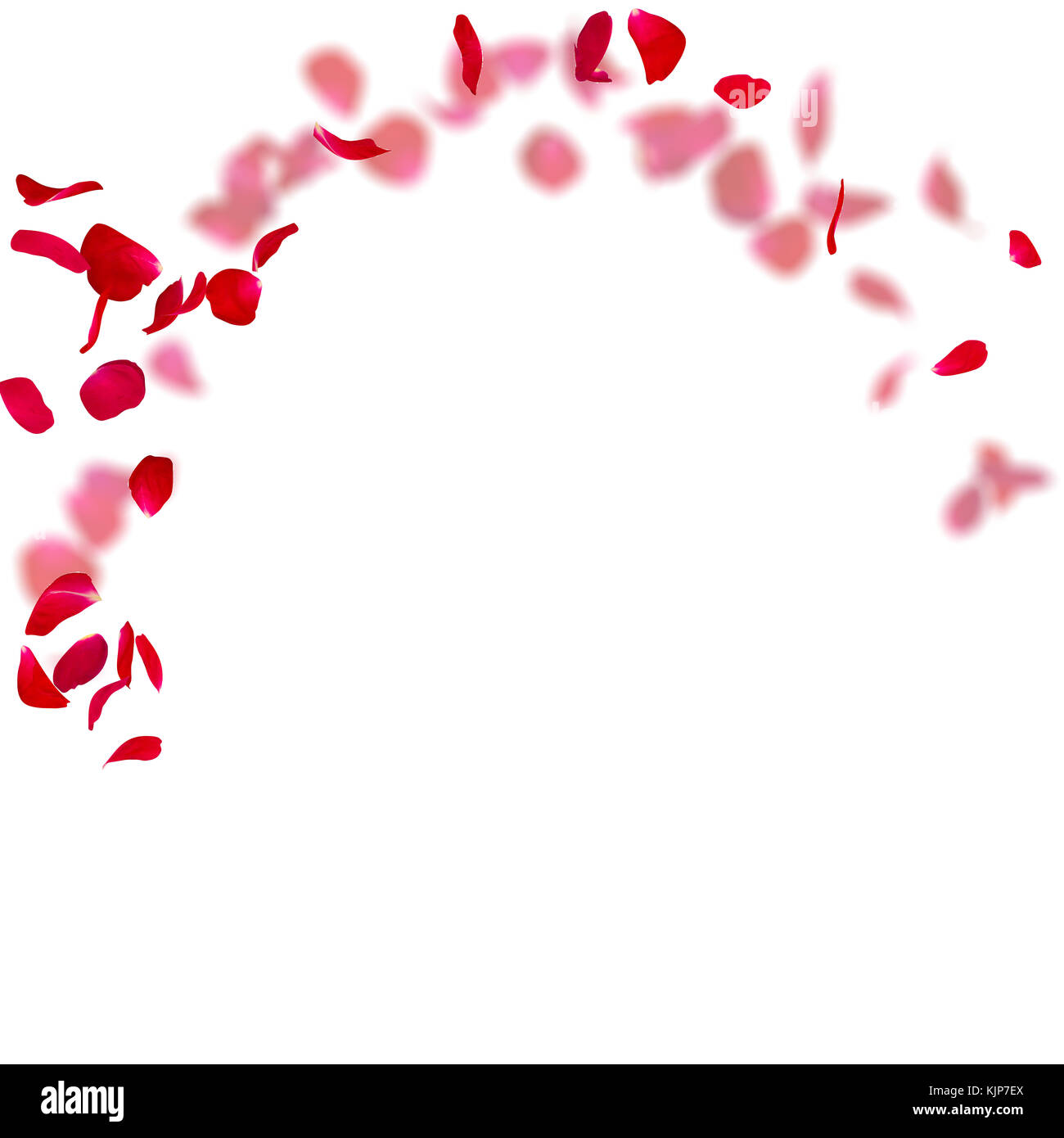 Rose petals fall to the floor. Isolated background. Blurred background ...