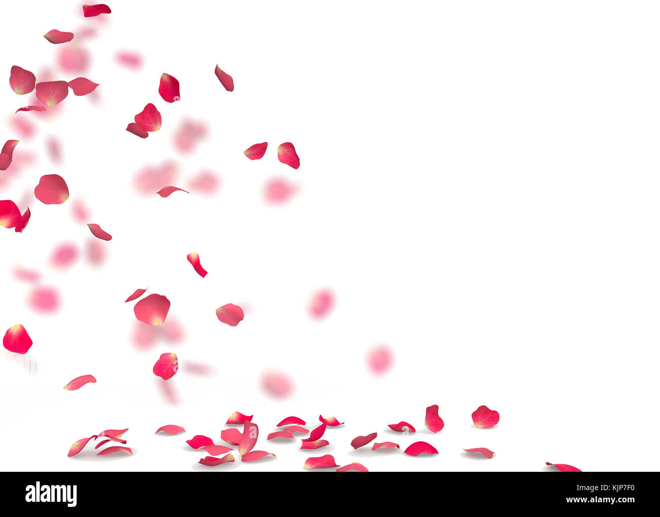 Rose petals fall to the floor. Isolated background. Blurred background ...