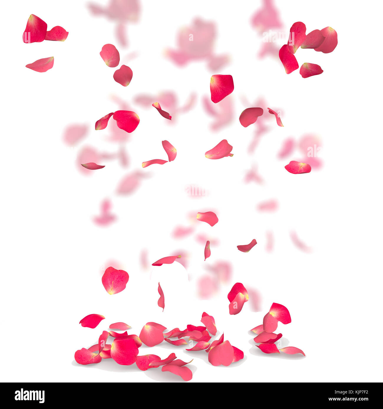 Rose petals fall to the floor. Isolated background. Blurred background ...