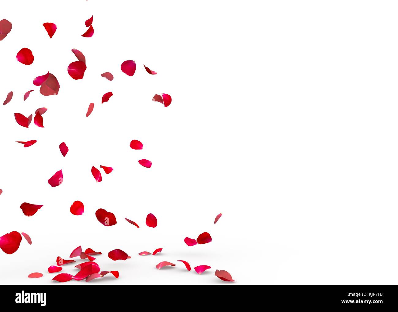 Rose petals fall to the floor. Isolated background Stock Photo - Alamy