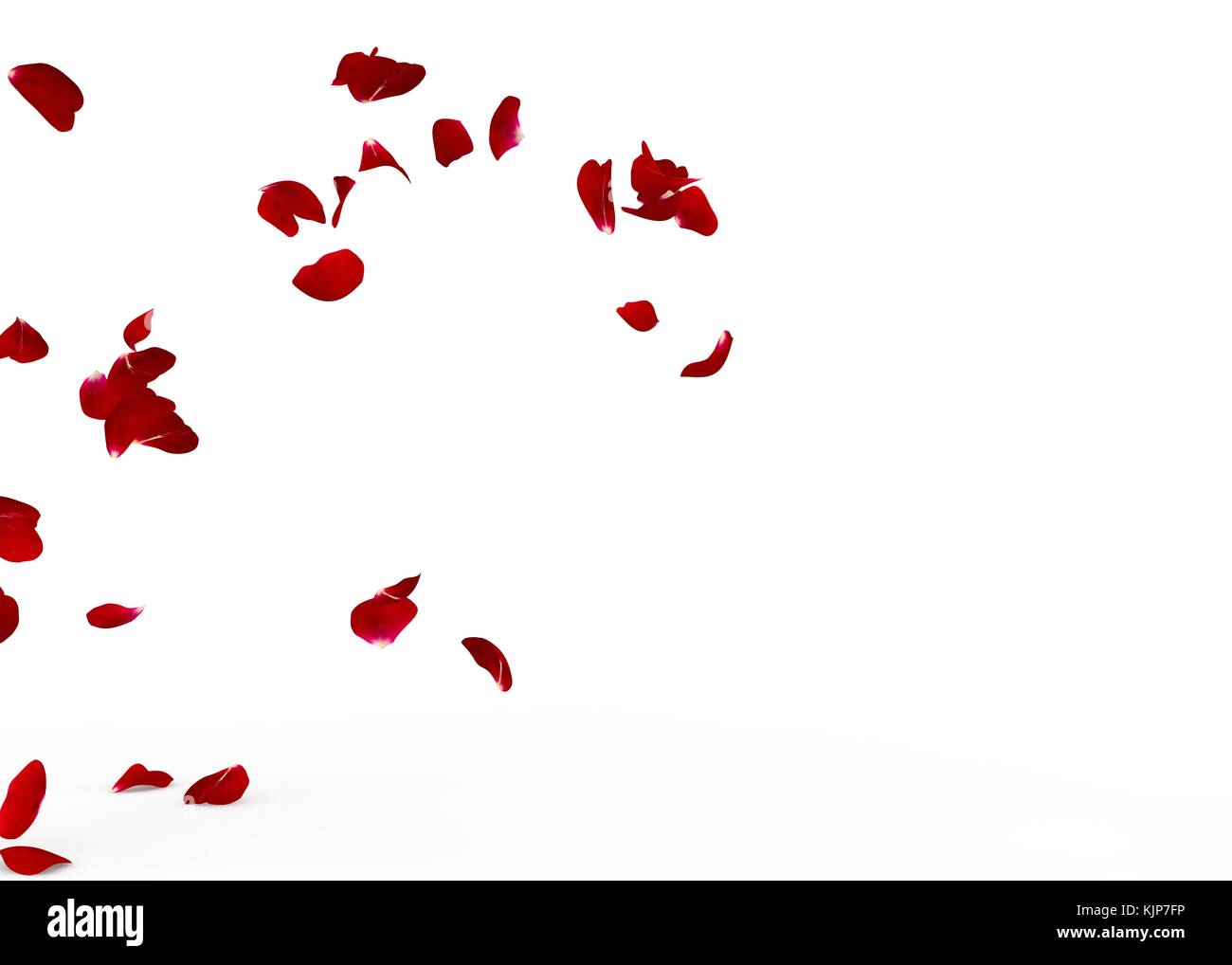 Rose petals fall to the floor. Isolated background Stock Photo - Alamy