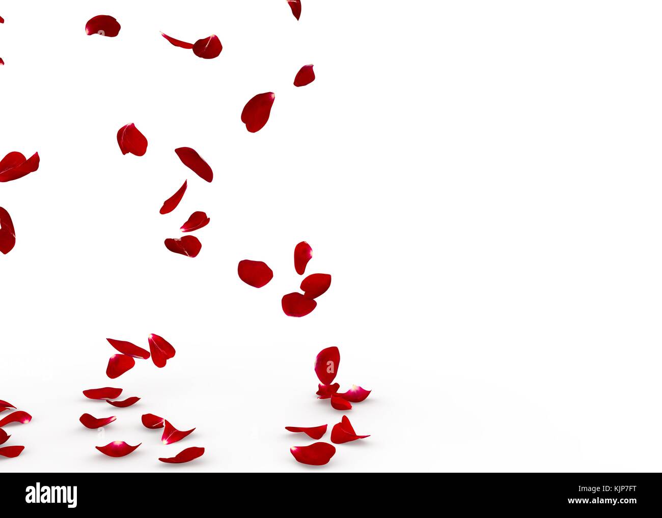 Rose petals fall to the floor. Isolated background Stock Photo - Alamy