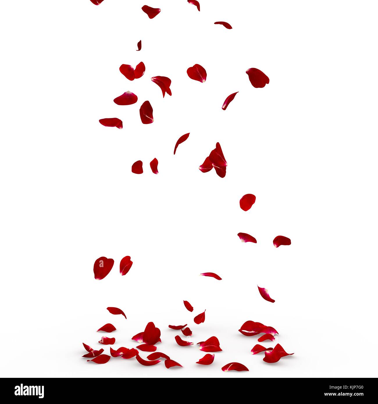 Rose petals fall to the floor. Isolated background Stock Photo - Alamy