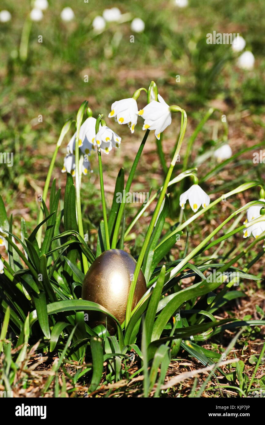 Easter egg meadow snowdrop snowflake outside in the meadow Stock Photo ...