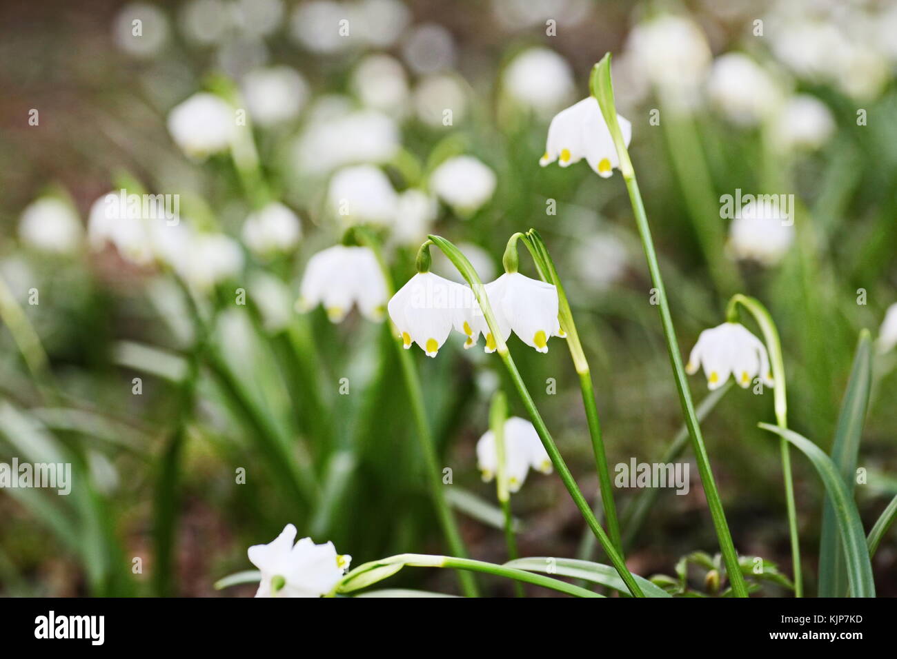 snowflake plant spring Stock Photo - Alamy