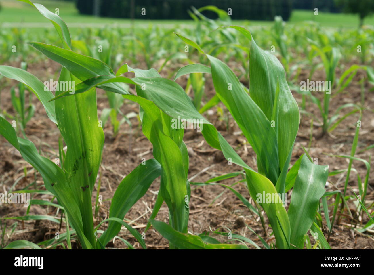 Young Corn field great detail and texture Stock Photo - Alamy
