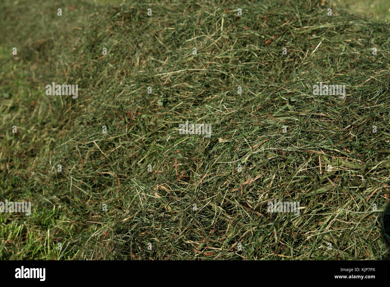 Summer landscape rows mowed hi-res stock photography and images - Alamy
