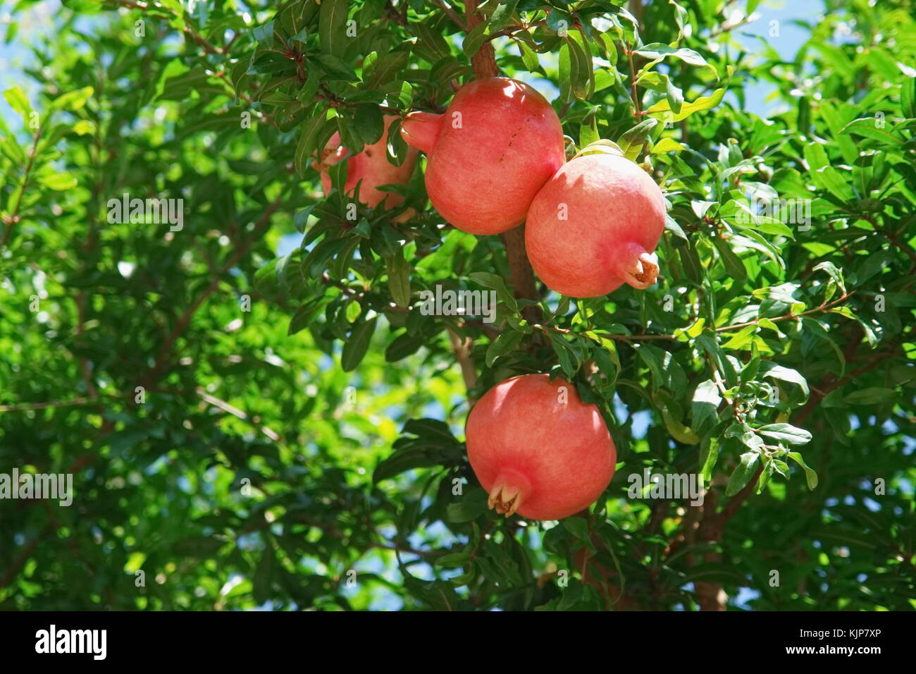 Pomegranate Tree outside in Italy Stock Photo - Alamy