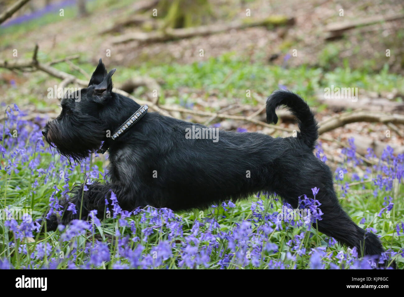 Ears flying hi-res stock photography and images - Alamy