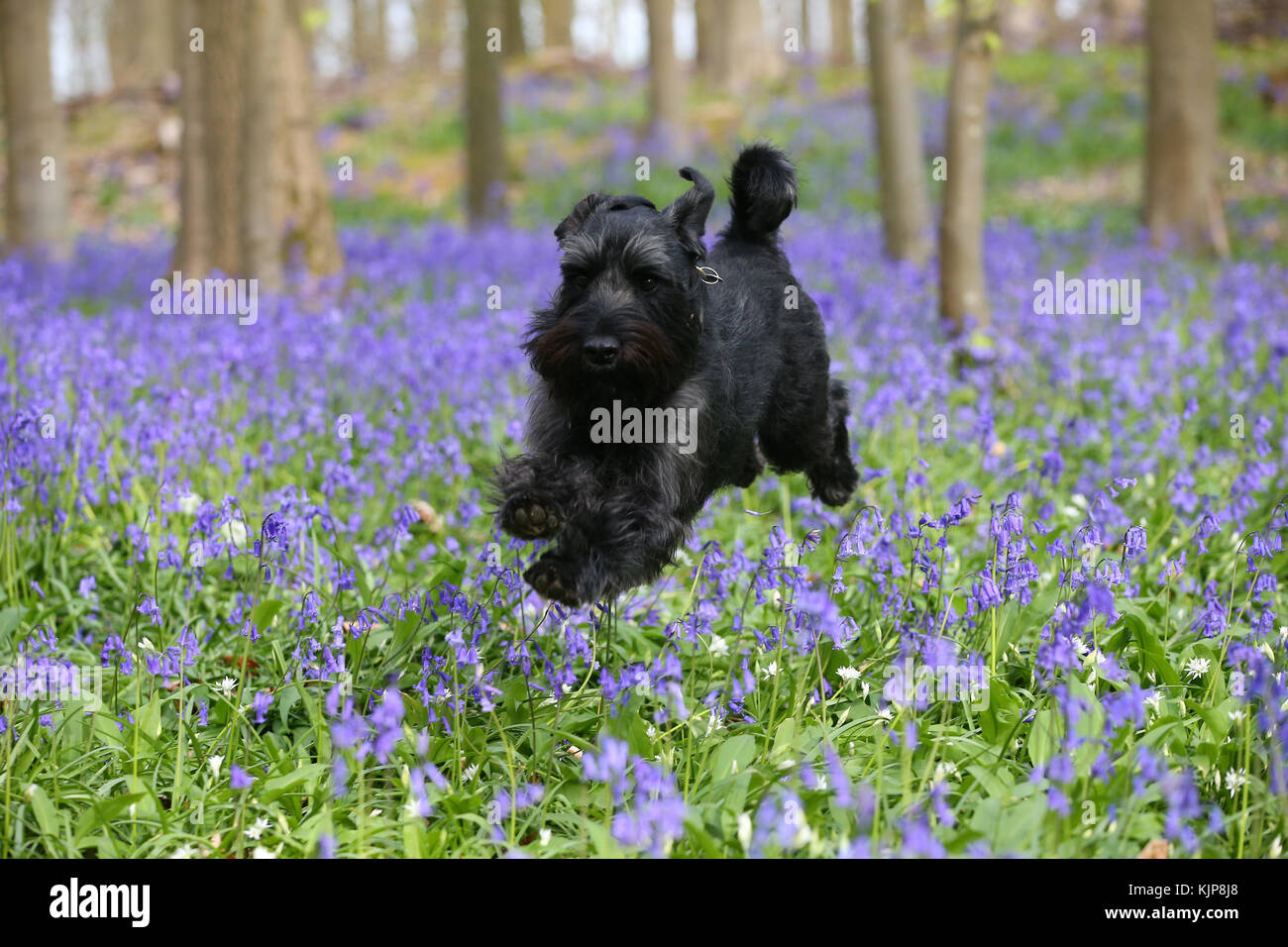 Dog in flowers hi-res stock photography and images - Alamy