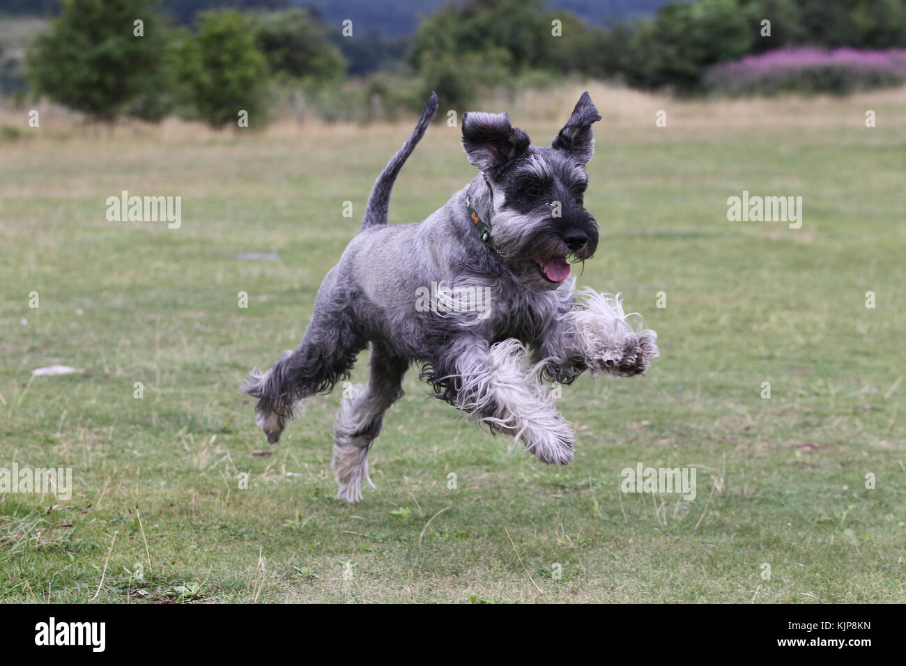 Ears flying hi-res stock photography and images - Alamy