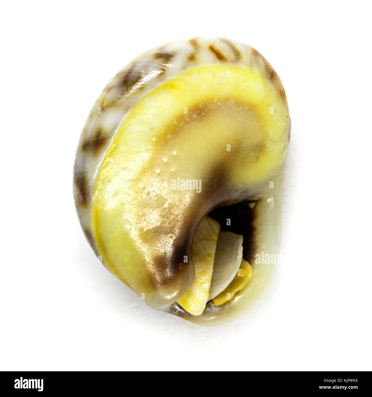 Nautilus shell section Cut Out Stock Images & Pictures - Alamy