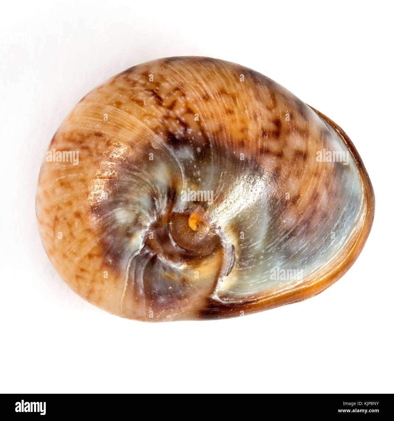 Sea shell colors Cut Out Stock Images & Pictures - Alamy