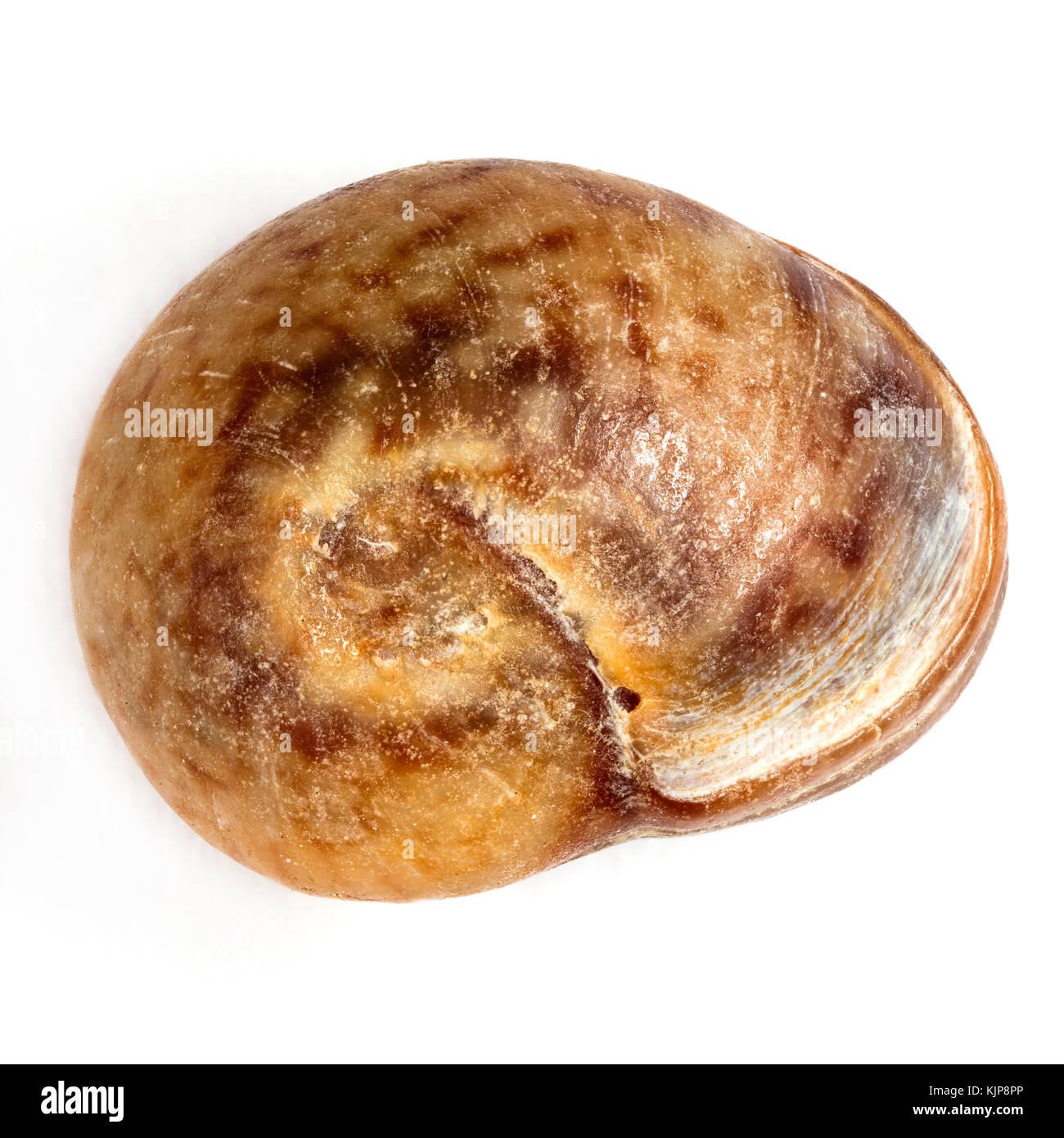 Sea shell colors Cut Out Stock Images & Pictures - Alamy