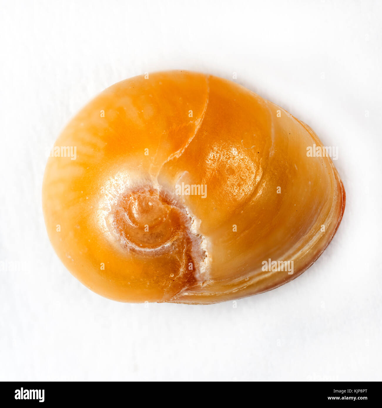 Sea shell colors Cut Out Stock Images & Pictures - Alamy
