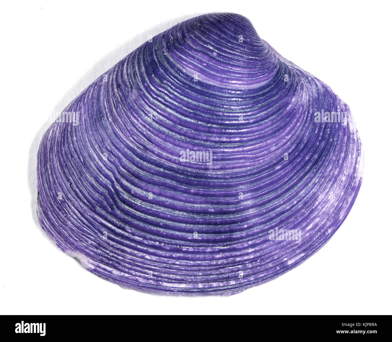 Nautilus shell section Cut Out Stock Images & Pictures - Alamy