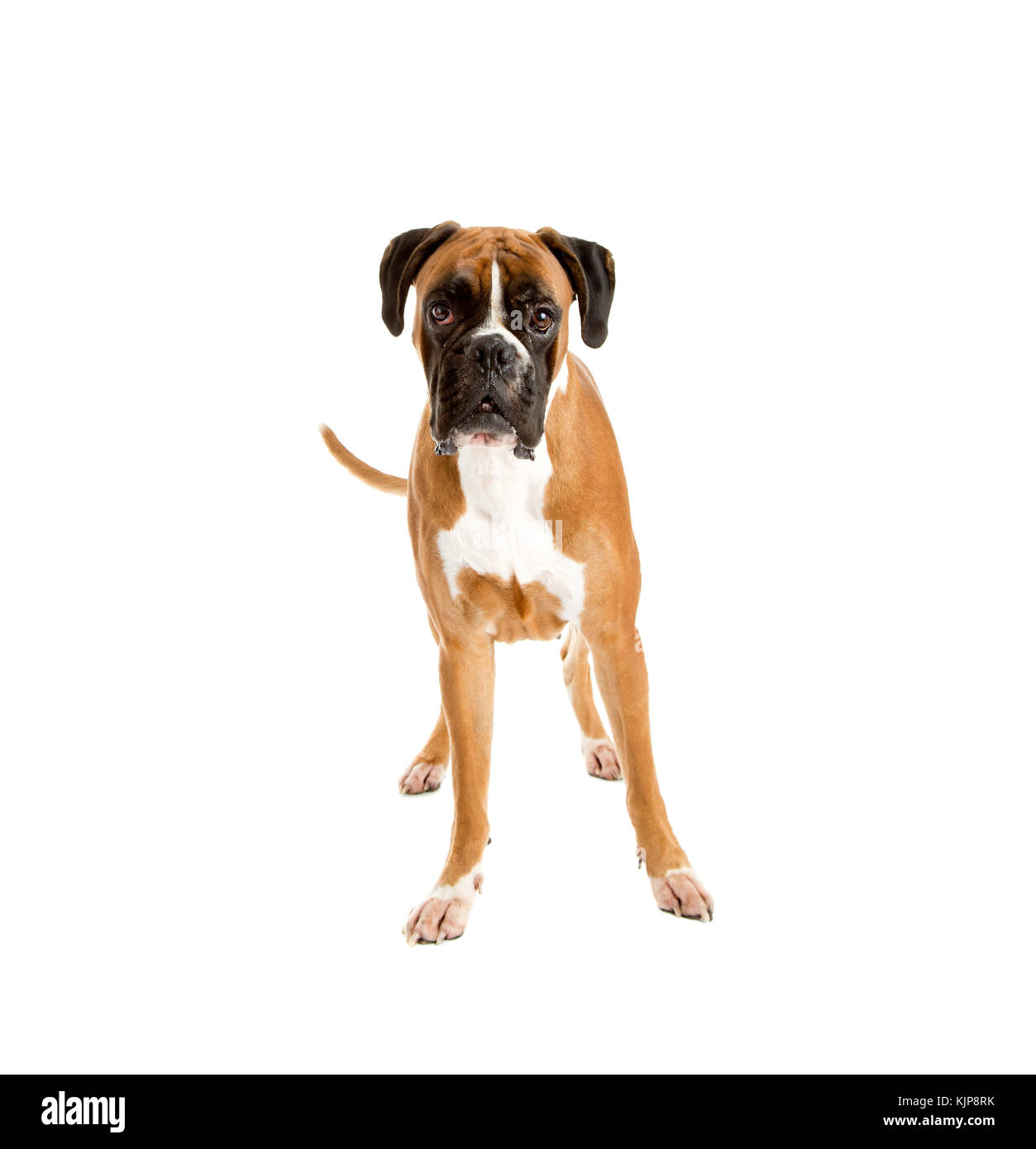 German Fawn-colored Boxer dog, pure breed on white background Stock ...