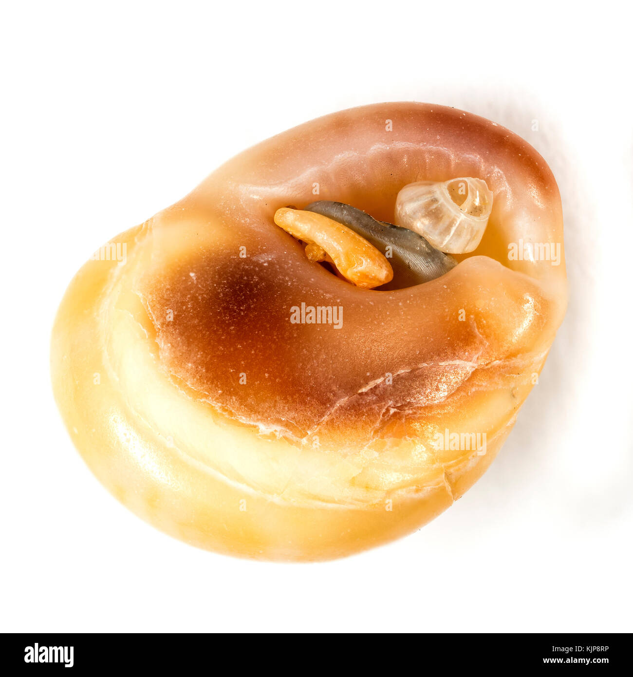 Nautilus shell section Cut Out Stock Images & Pictures - Alamy
