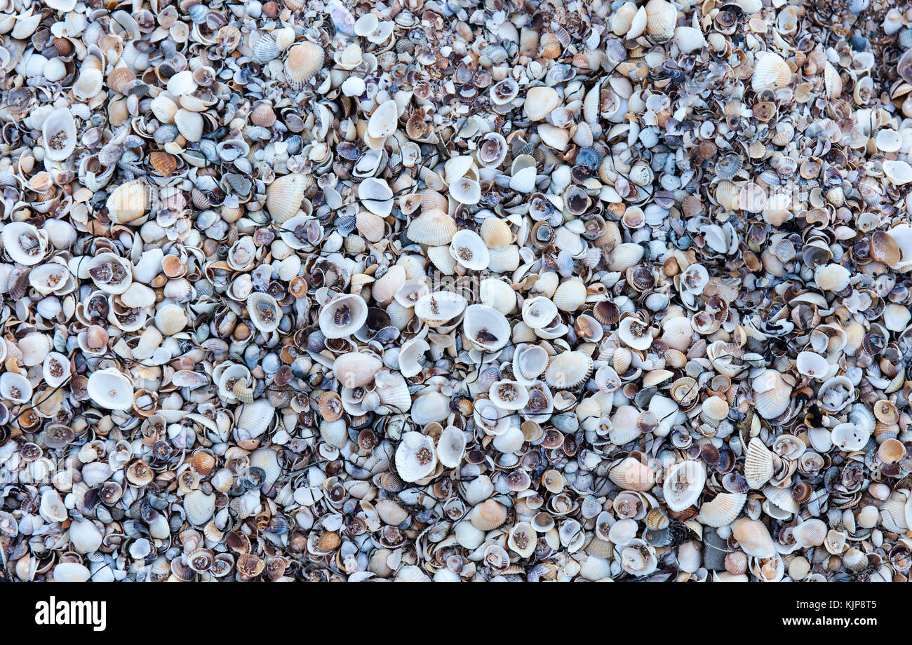 Beige seashells hi-res stock photography and images - Alamy