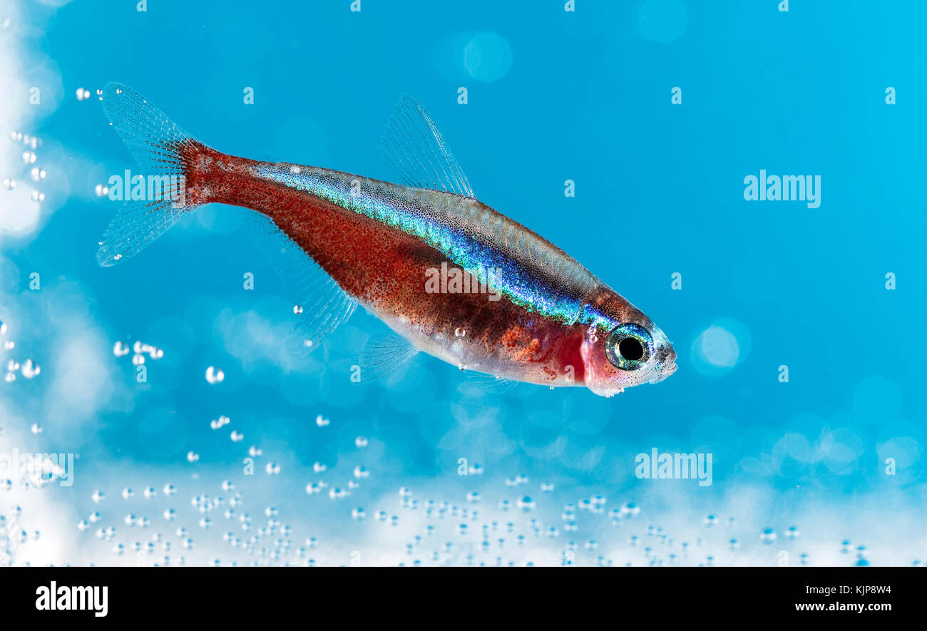 Aquarium fish, neon Stock Photo - Alamy