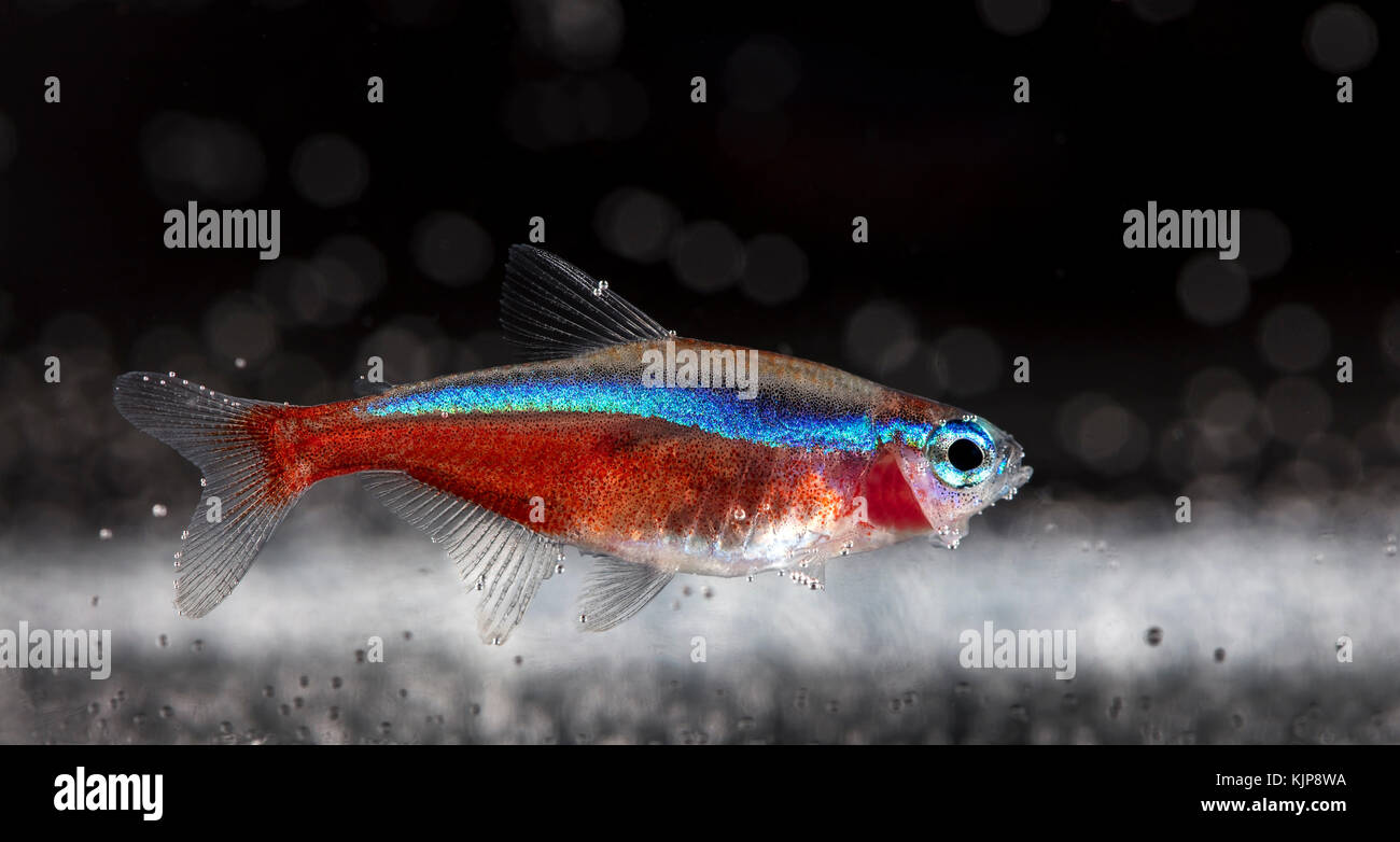 Aquarium fish, neon Stock Photo - Alamy