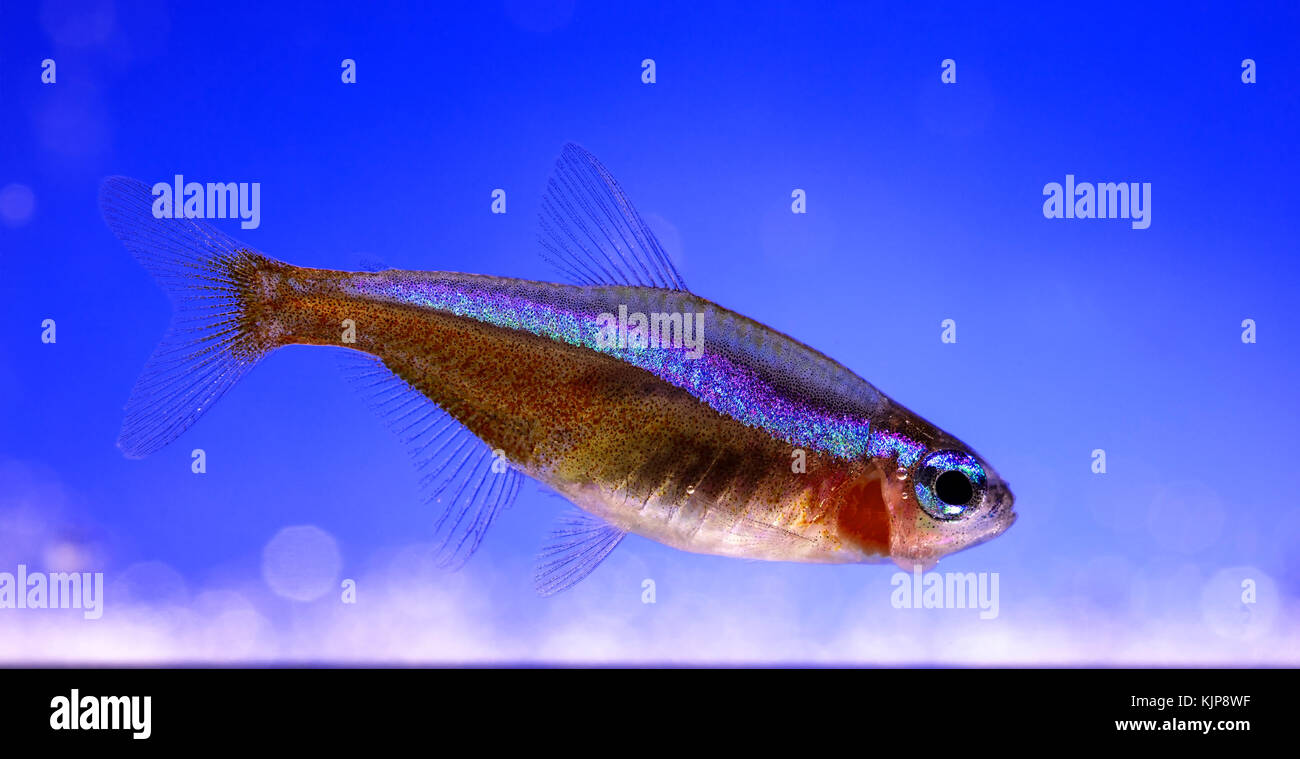Aquarium fish, neon Stock Photo - Alamy