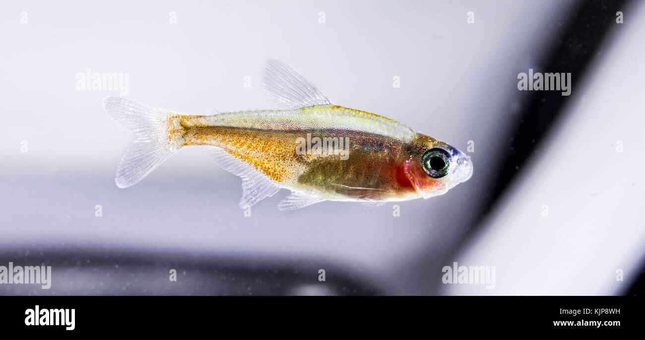 Cardinal neon hi-res stock photography and images - Alamy