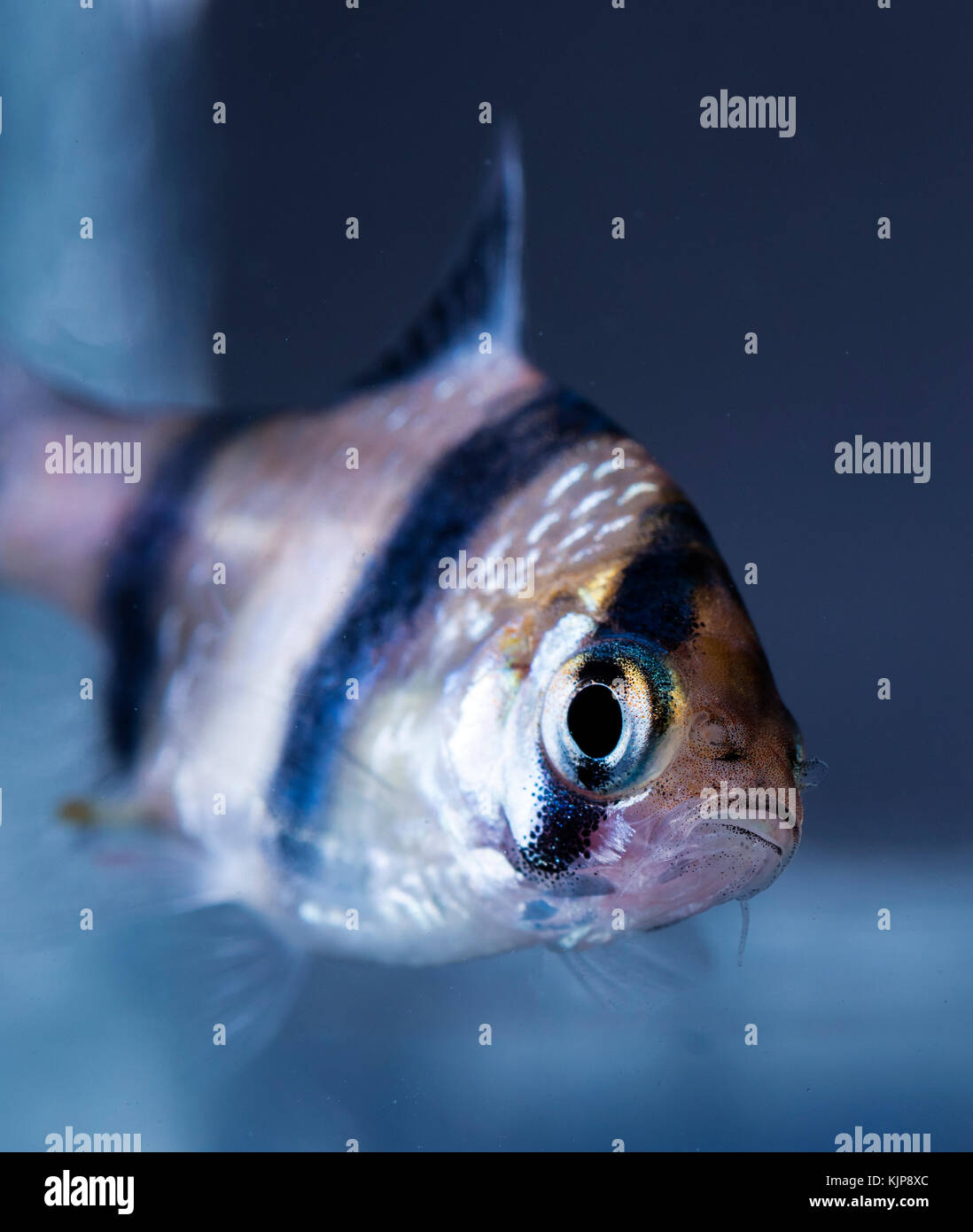 Aquarium fish, Barbus tetrazona Stock Photo - Alamy