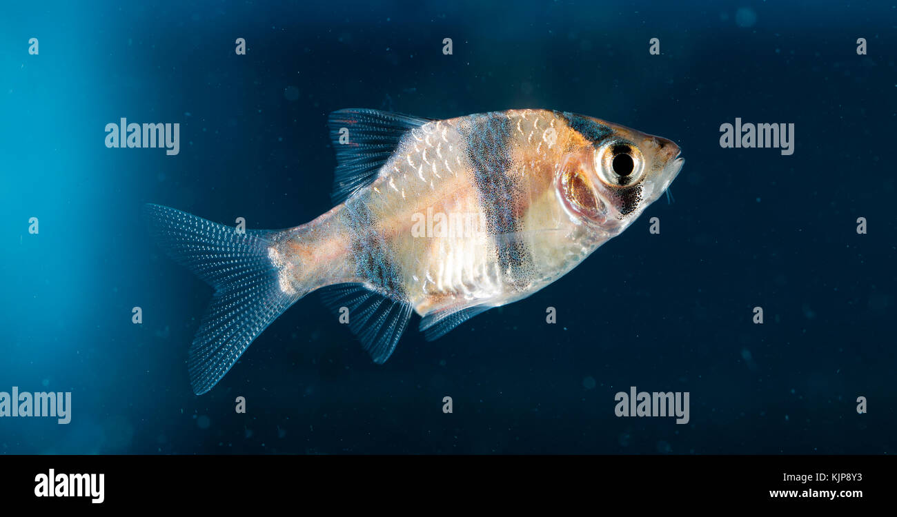 Aquarium fish, Barbus tetrazona Stock Photo - Alamy