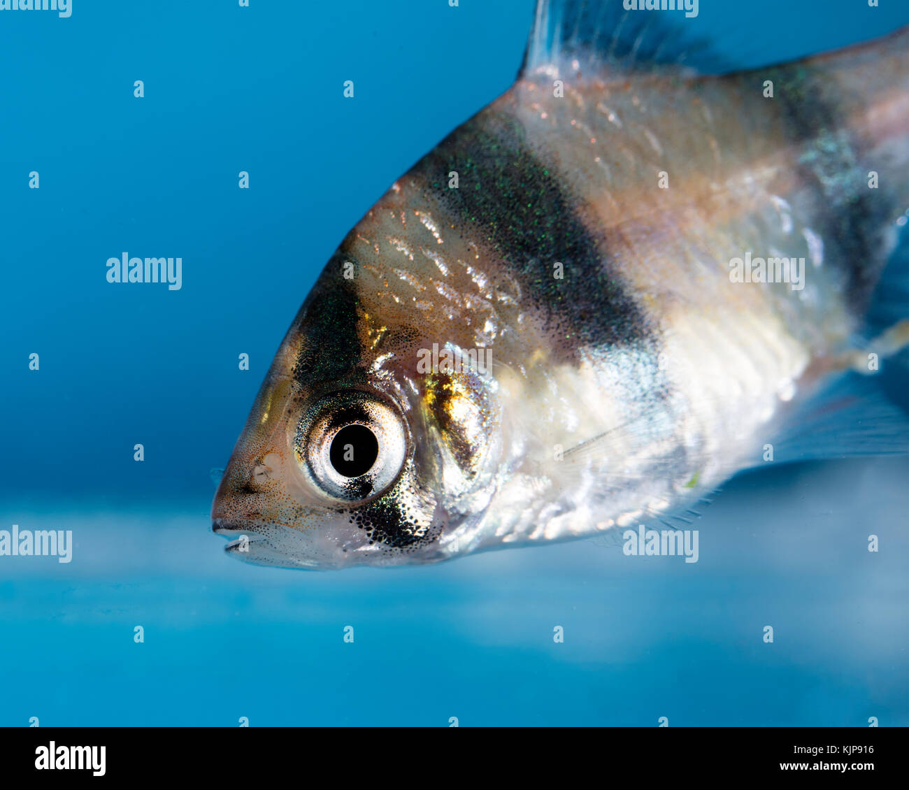 Aquarium fish, Barbus tetrazona Stock Photo - Alamy