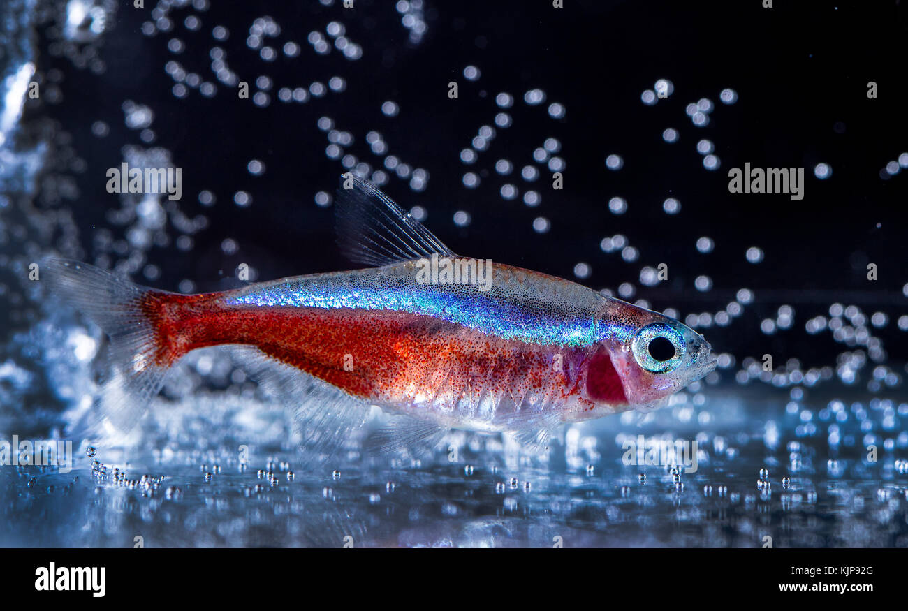 Aquarium fish, neon Stock Photo - Alamy