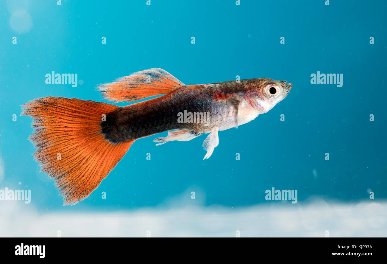 Aquarium fish, Guppy Stock Photo - Alamy