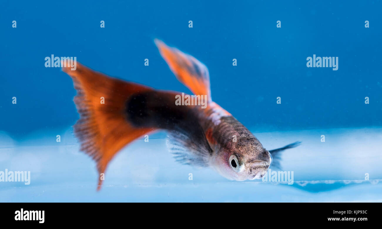 Blue guppy fish isolated hi-res stock photography and images - Alamy