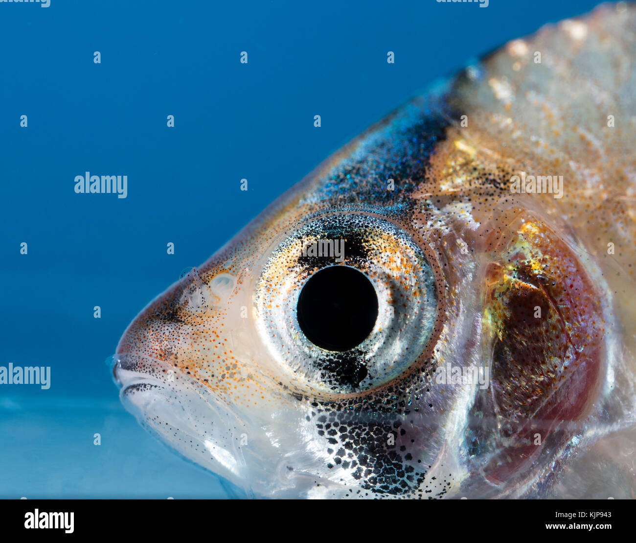 Aquarium fish, Barbus tetrazona Stock Photo - Alamy