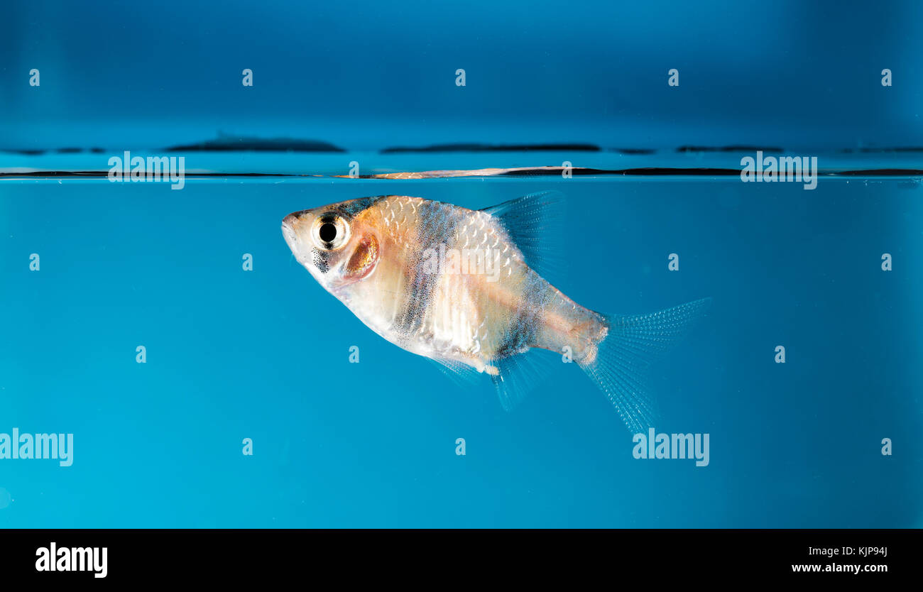 Aquarium fish, Barbus tetrazona Stock Photo - Alamy