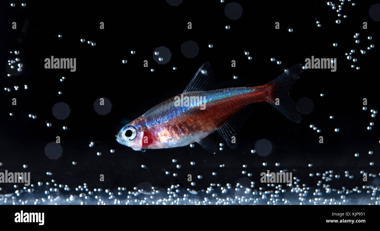 Aquarium fish, neon Stock Photo - Alamy