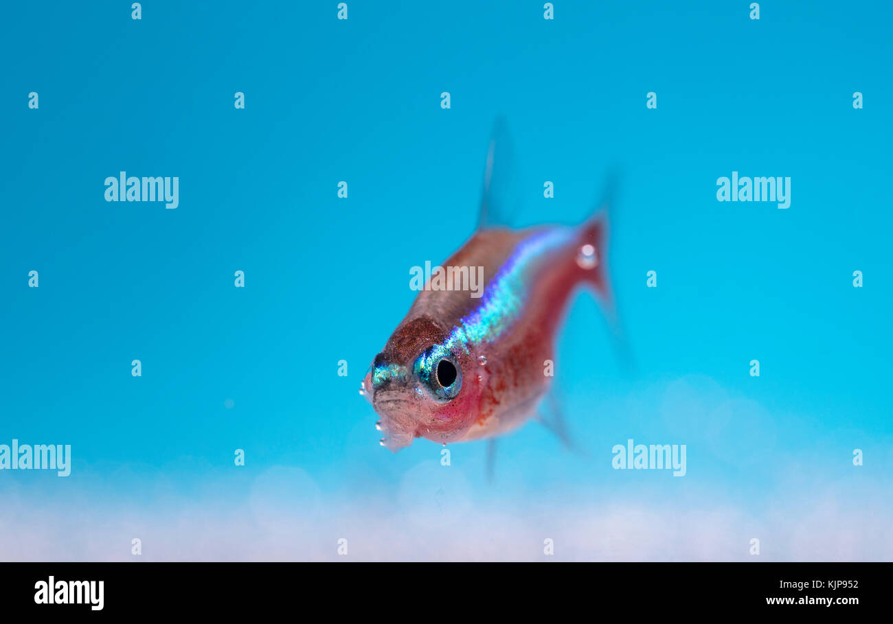 Aquarium fish, neon Stock Photo - Alamy