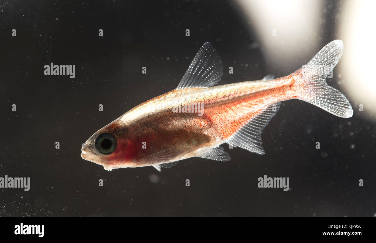 Aquarium fish, neon Stock Photo - Alamy