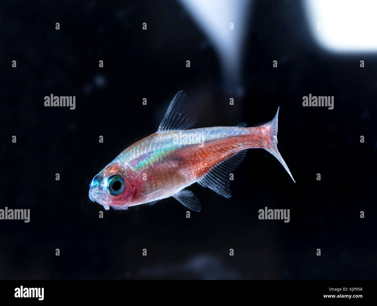 Aquarium fish, neon Stock Photo - Alamy