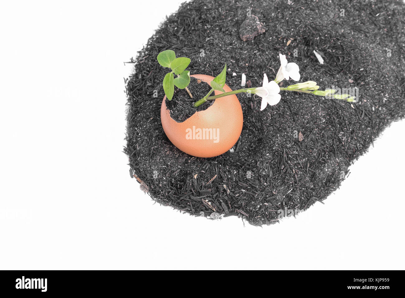 Young plant growing in egg shell , tree With flowers Isolated on white ...