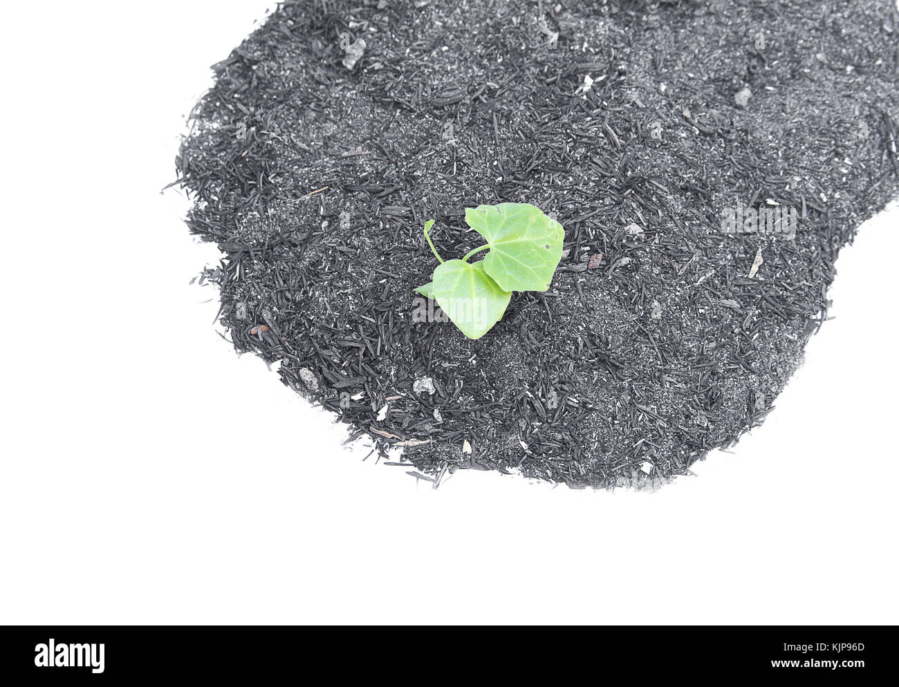 select focus Ivy Gourd, small green seedling Ivy Gourd. growing out ...