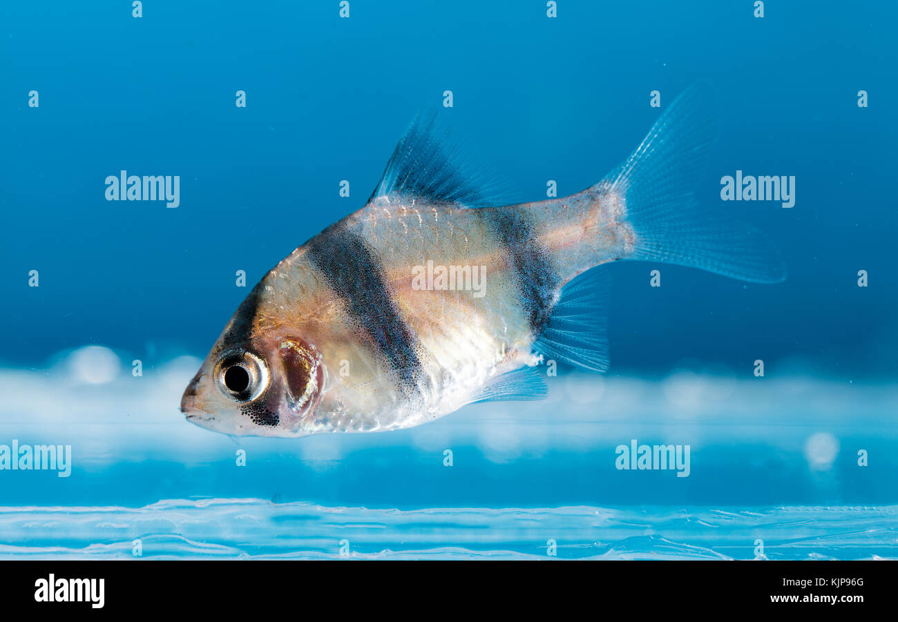 Aquarium fish, Barbus tetrazona Stock Photo - Alamy