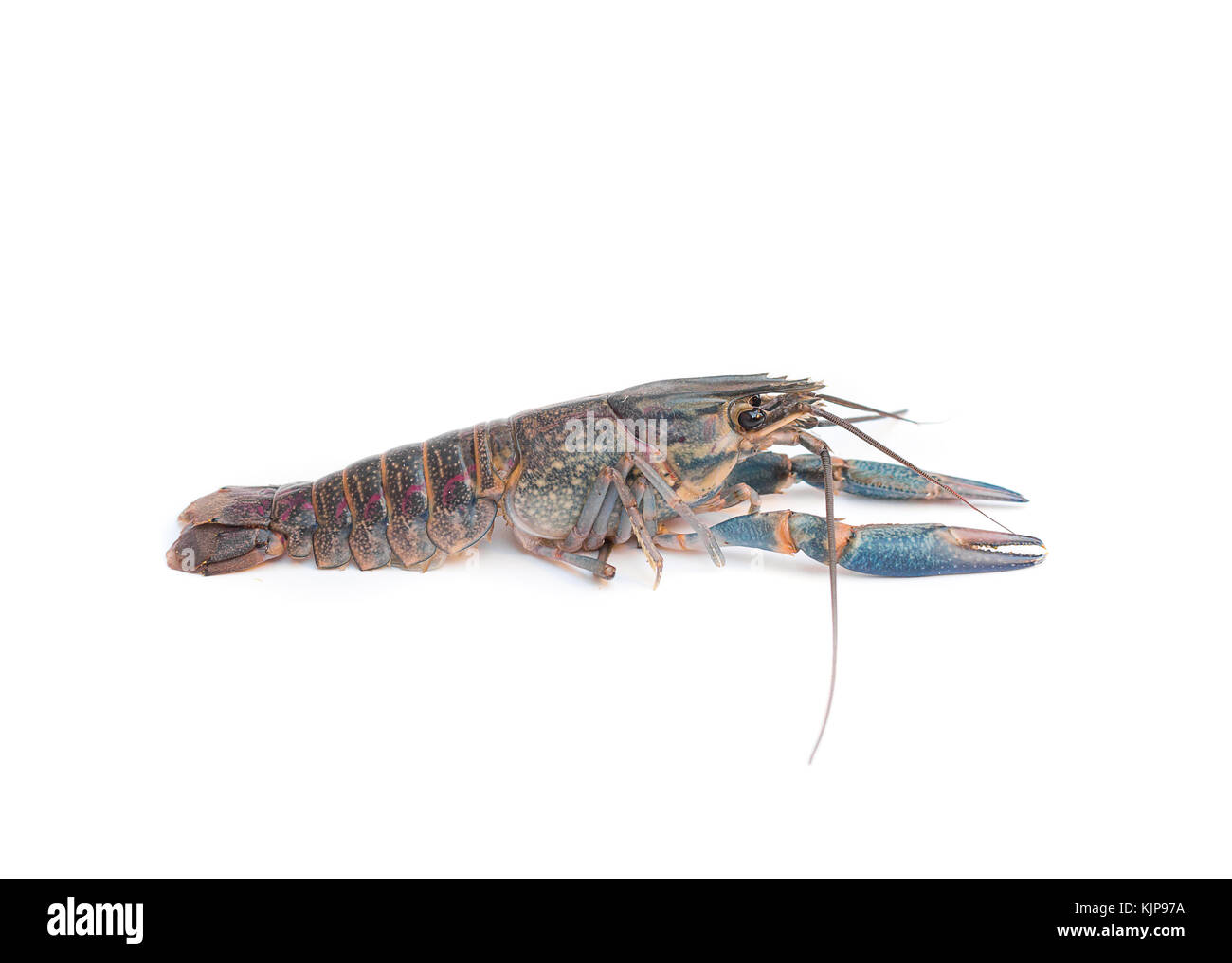 Australian blue crayfish Cherax quadricarinatus isolated On a white ...