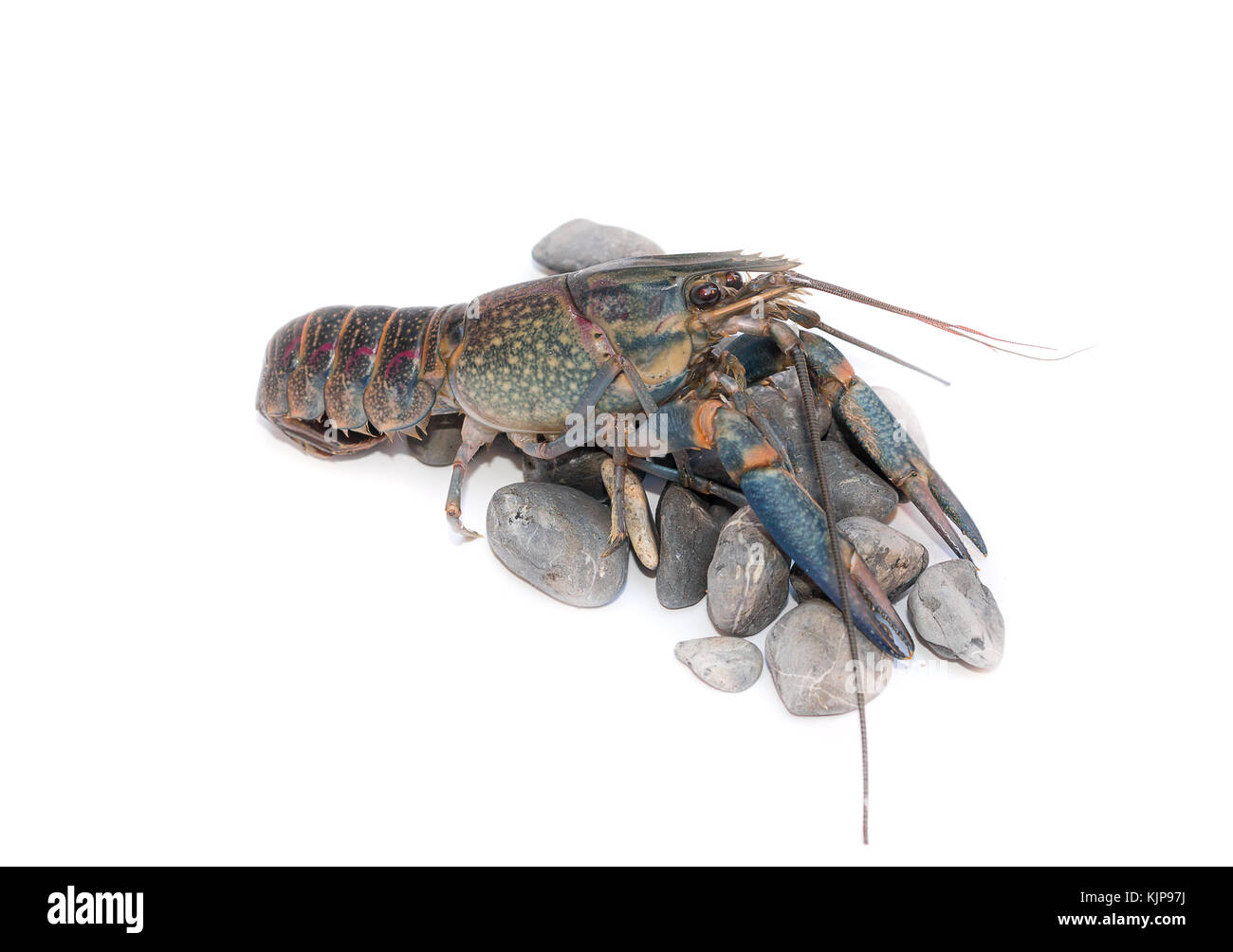 Australian blue crayfish Cherax quadricarinatus,Cherax uadricarinatus ...