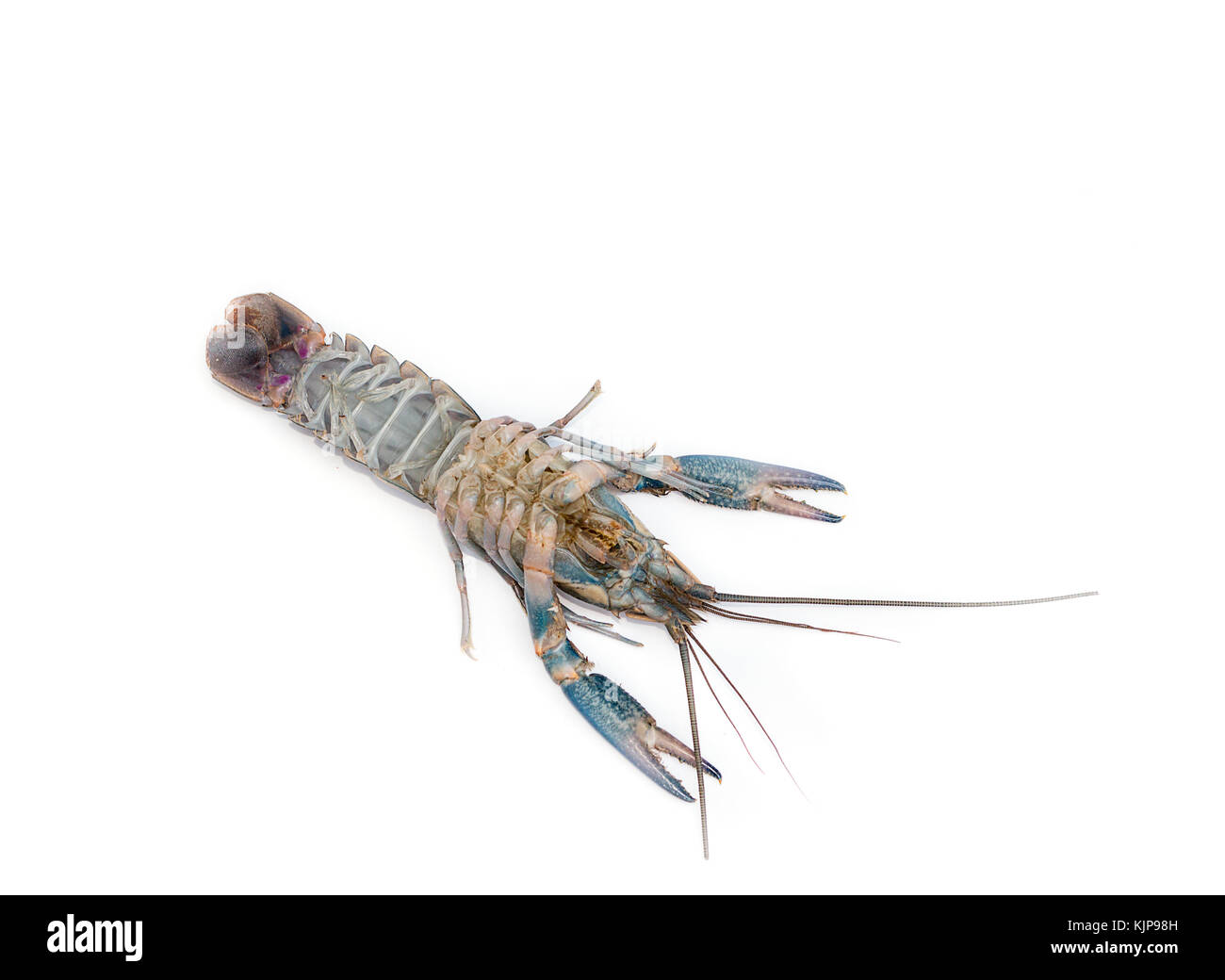 Australian blue crayfish Cherax quadricarinatus dead upturned, On a ...