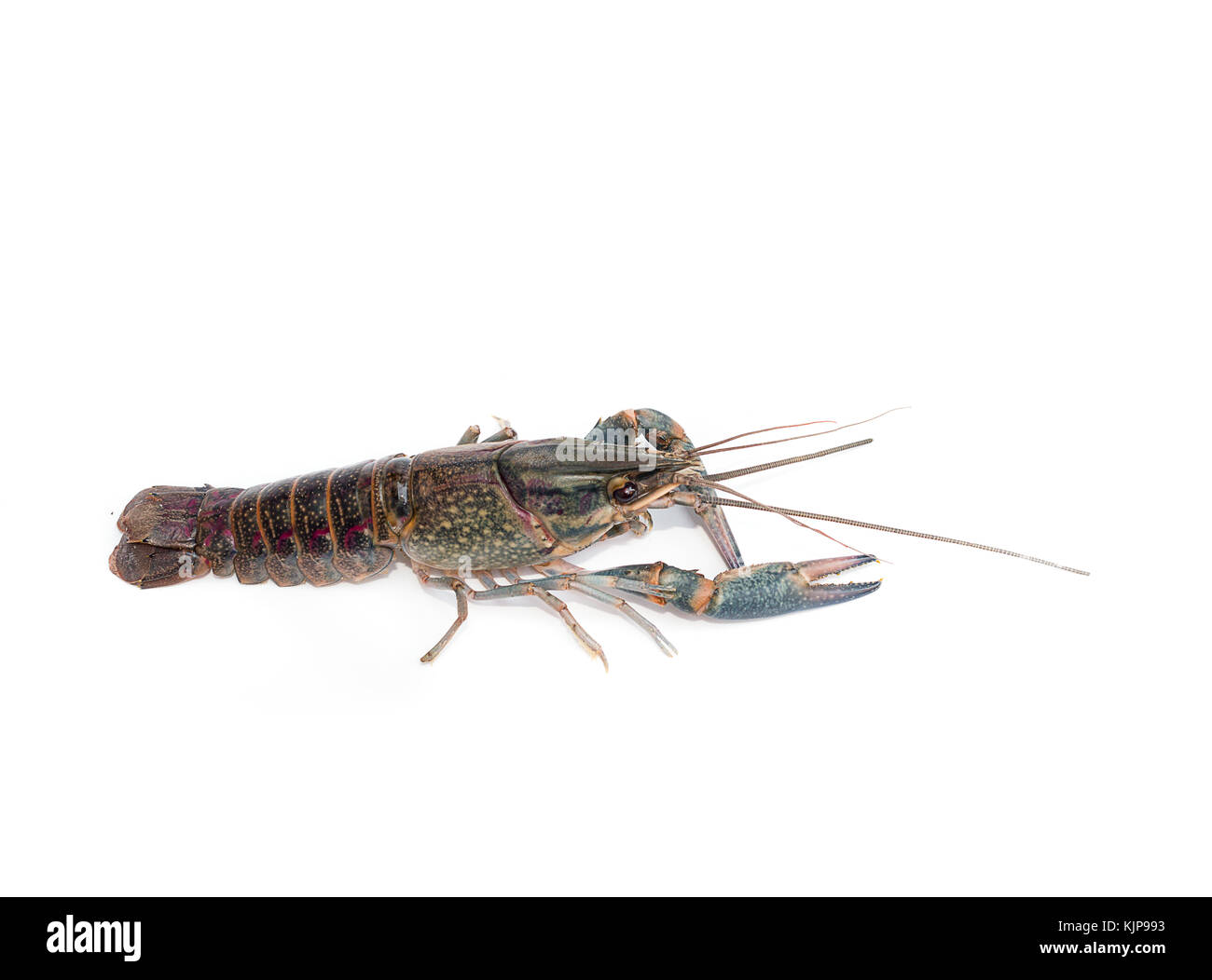 Australian blue crayfish Cherax quadricarinatus isolated On a white ...