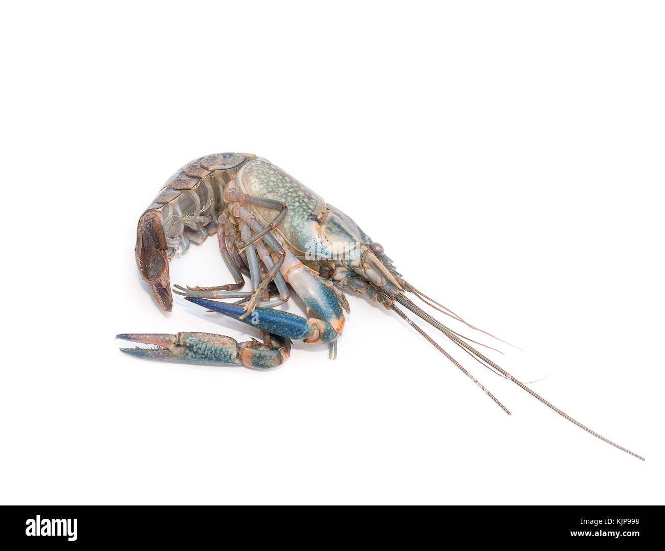 Australian blue crayfish Cherax quadricarinatus dead , On a white ...