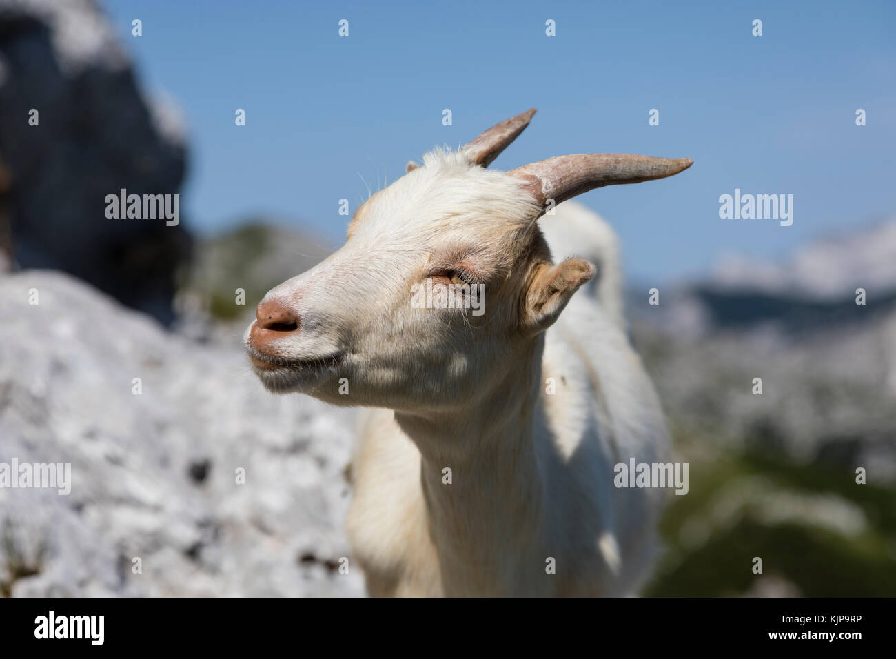 Closeup of a young goat head in the alps of Slovenia Stock Photo - Alamy