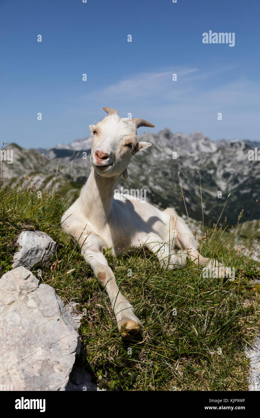 Smiling young goat sits relaxed on the meadow, stretching out a leg and ...